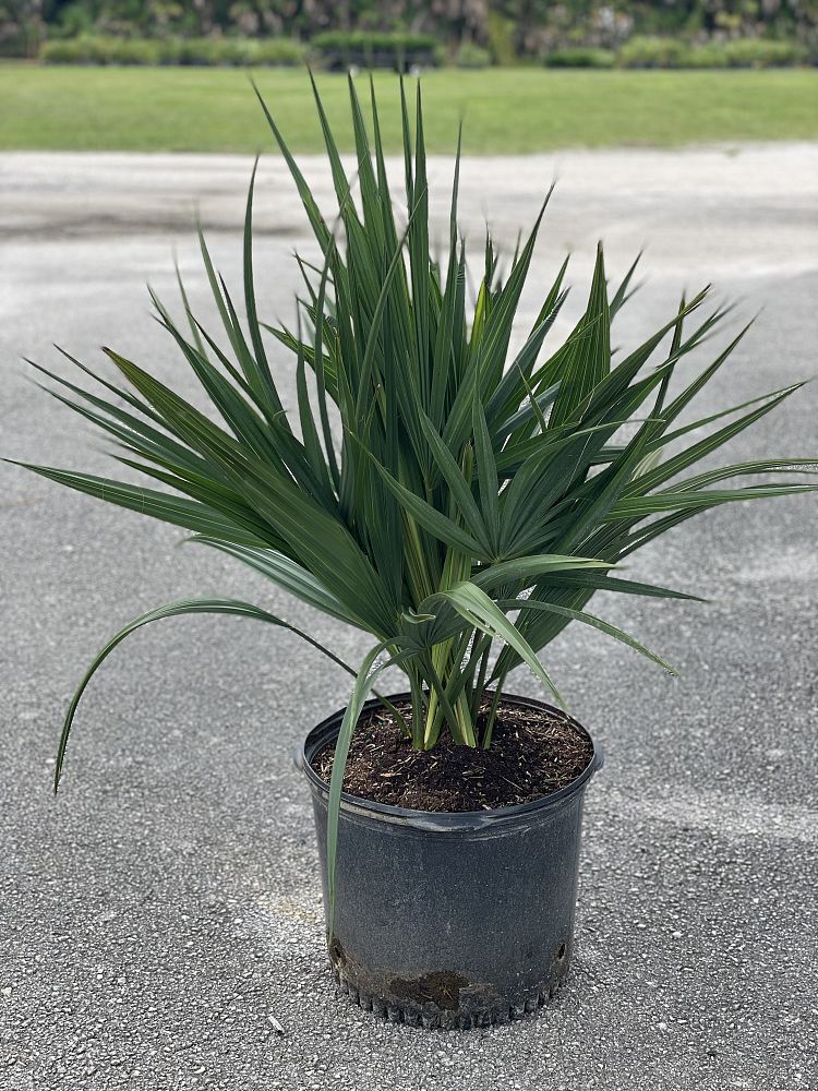 Perkins Direct Step, LLC / Perkins Nursery, Inc | plantANT.com