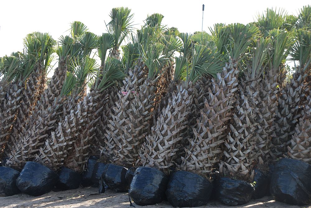 Field Grown or greater, Booted, Hurr.Cut , Grade #1, 21ft CT