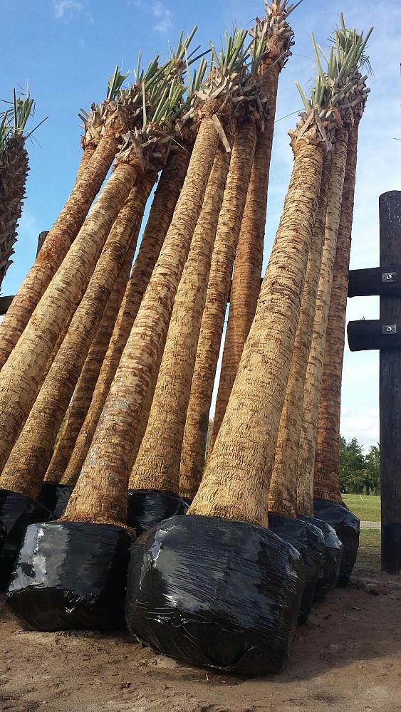 Field Grown or greater, Slick, Hurr.Cut , Grade #1, 21ft CT