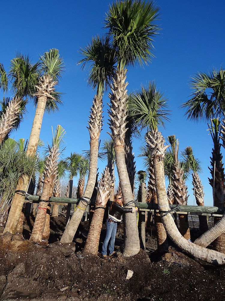 Sabal Palmetto, Cabbage Palm