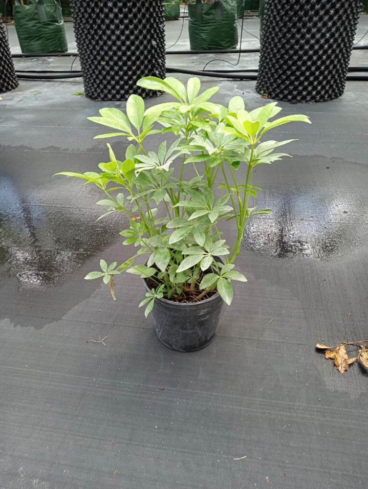 Jolly Green Nursery.com | plantANT.com