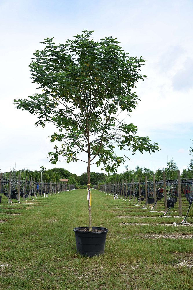 Satin Leaf Nursery | plantANT.com