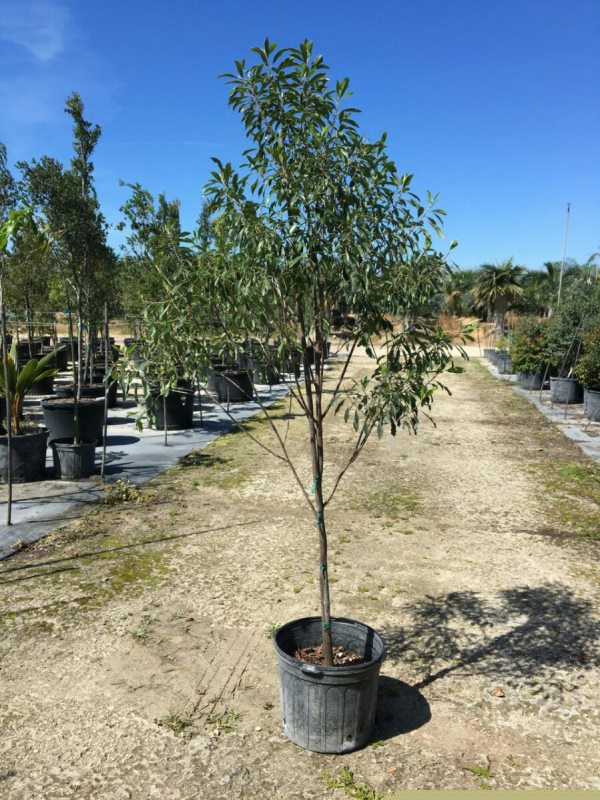 40 available, 3-4ft HT