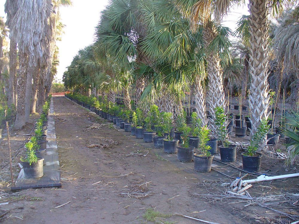Rosehill Texas Trees | plantANT.com
