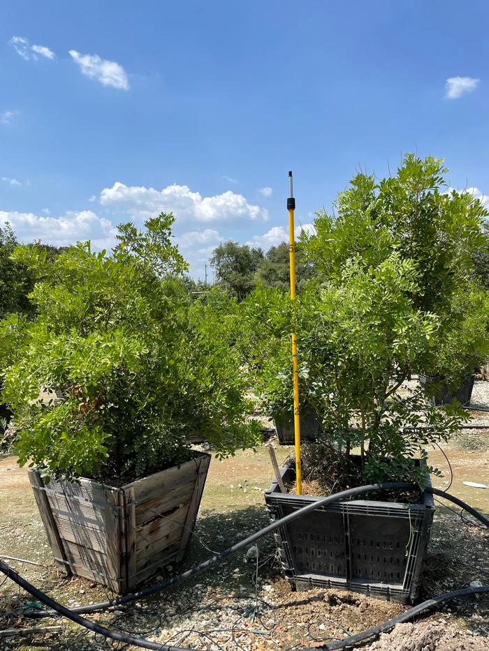 La Tejana Tree Sales | plantANT.com