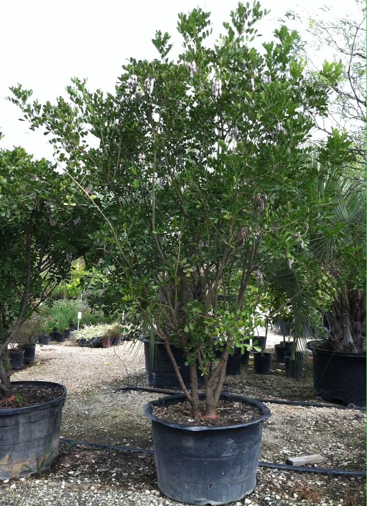 Beyond Paradise, Inc. | plantANT.com