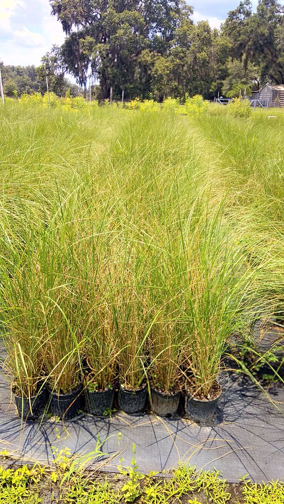 Florida Natives Nursery, Inc. | plantANT.com