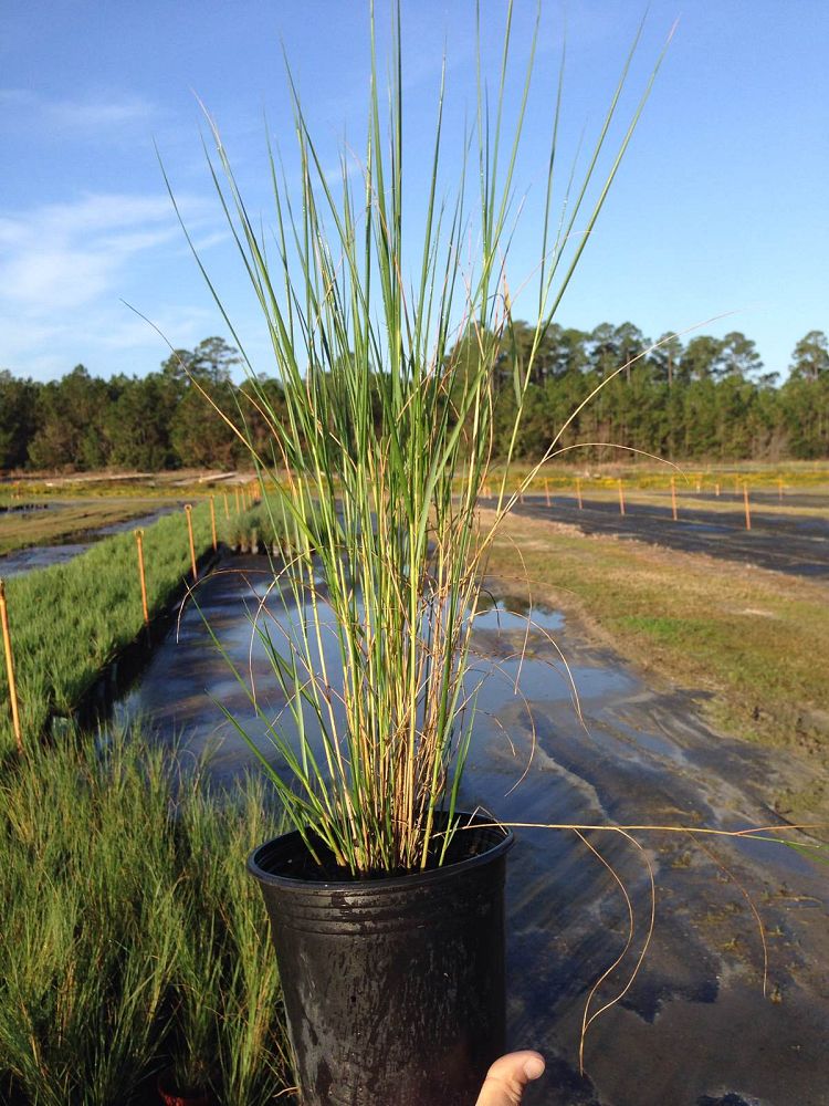 Beeman's Nursery | plantANT.com