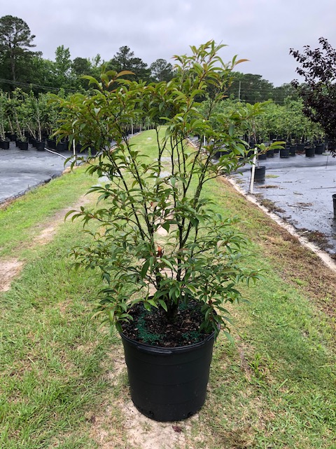 Green Biz Nursery | plantANT.com