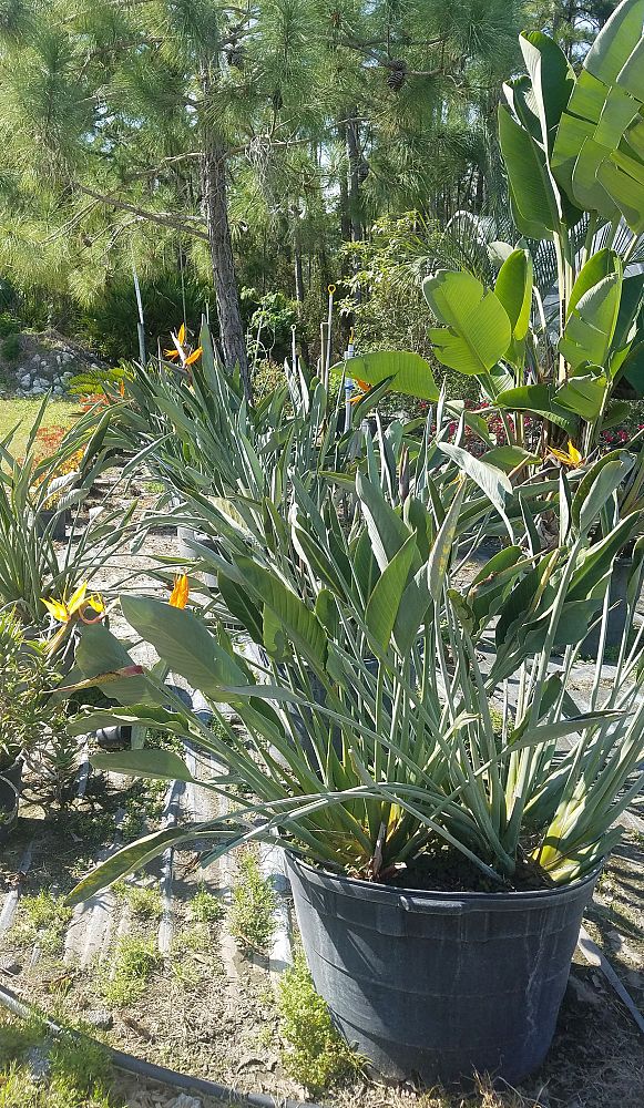 Treemendous Tree Inc. | plantANT.com