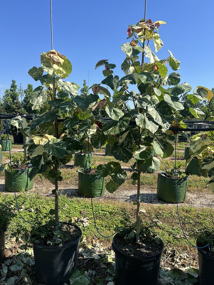 Satin Leaf Nursery | plantANT.com