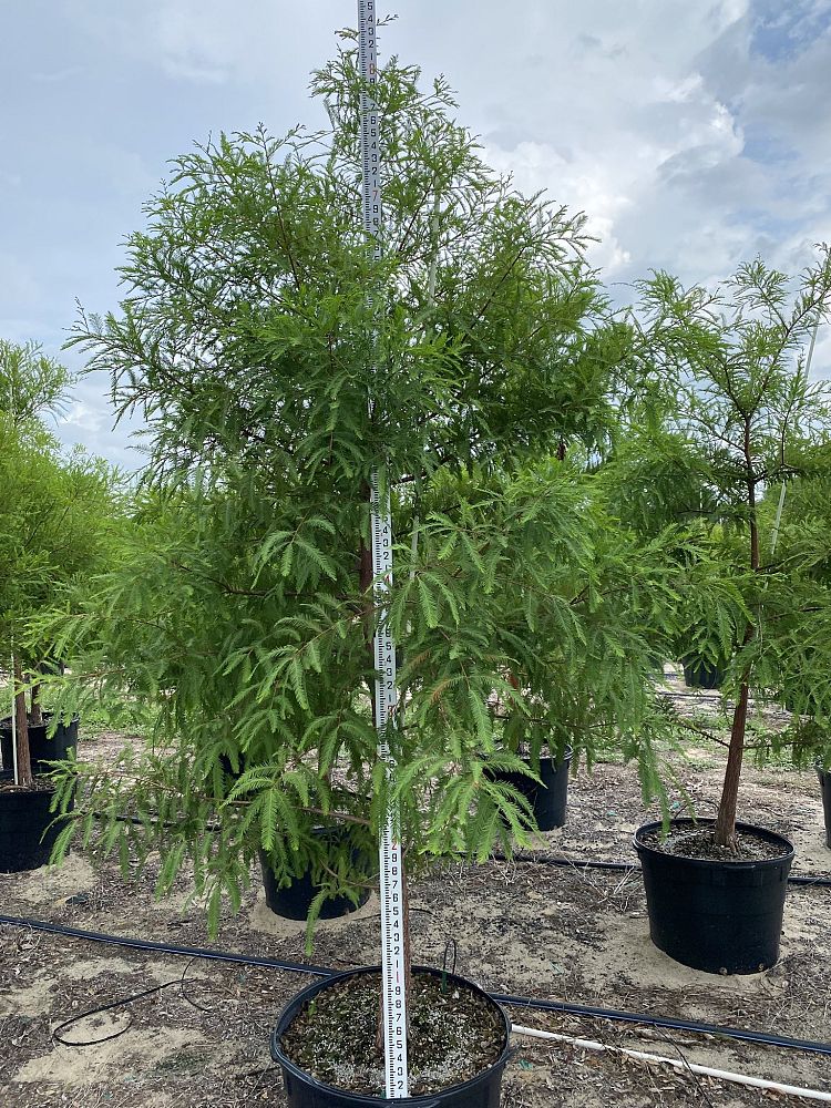 RC Trees | plantANT.com