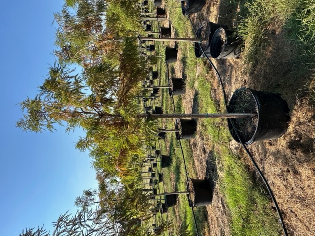 J.T. Tree Farm | plantANT.com