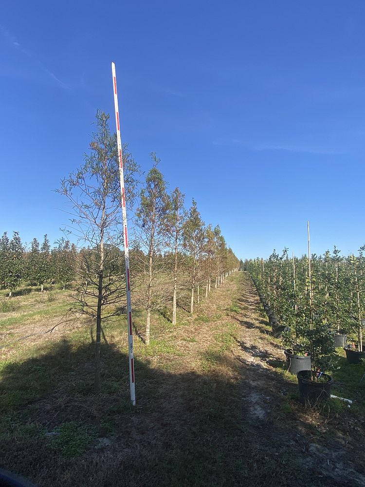 Ocala Tree Farm | plantANT.com