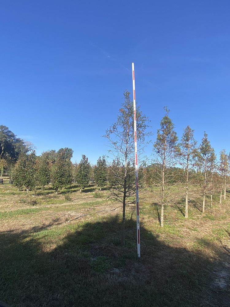 Ocala Tree Farm | plantANT.com