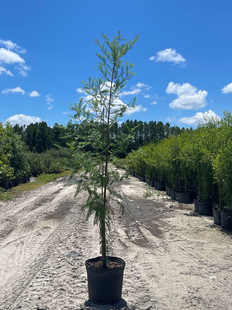 Superior Trees | plantANT.com