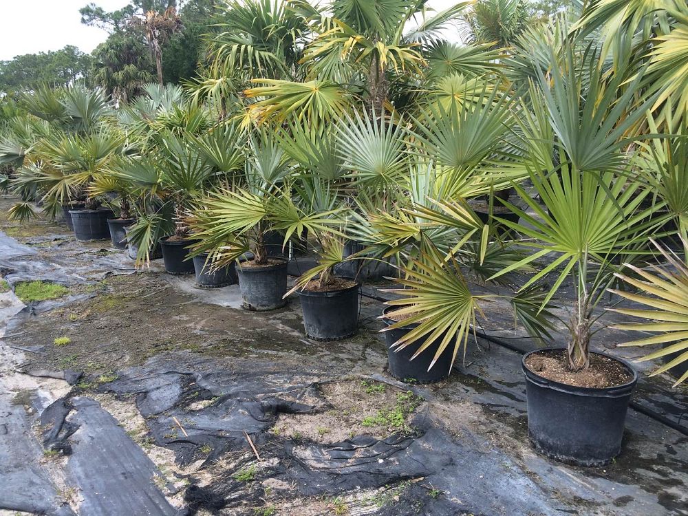 D'Asign Source Botanicals | plantANT.com