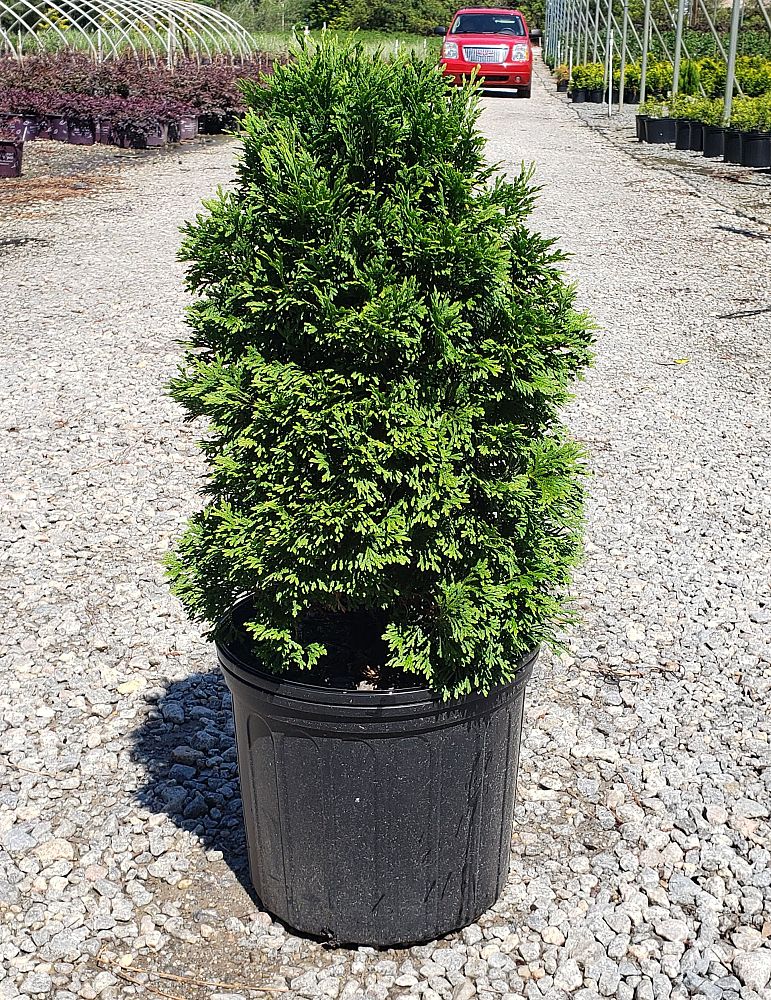 Swift Creek Nursery | plantANT.com