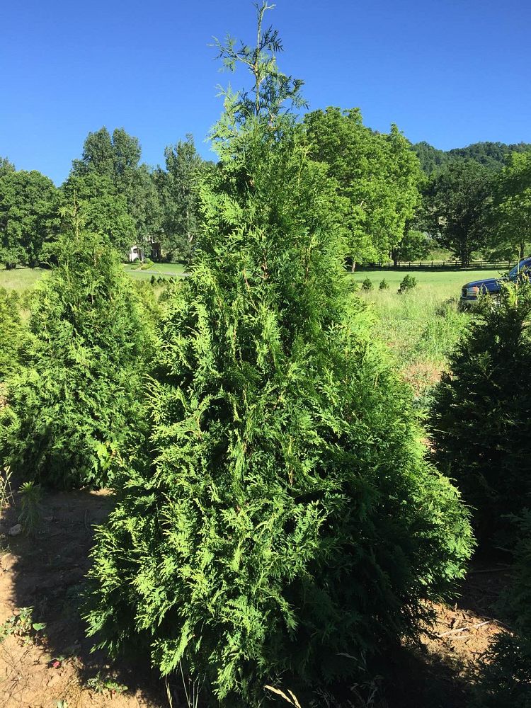 Barr Evergreens of North Carolina, LLC | plantANT.com