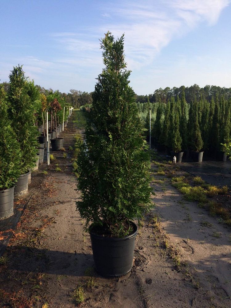 V&G Topiary | plantANT.com