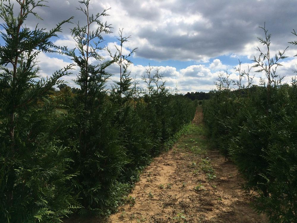 Tennessee Bush Farm, Inc | plantANT.com