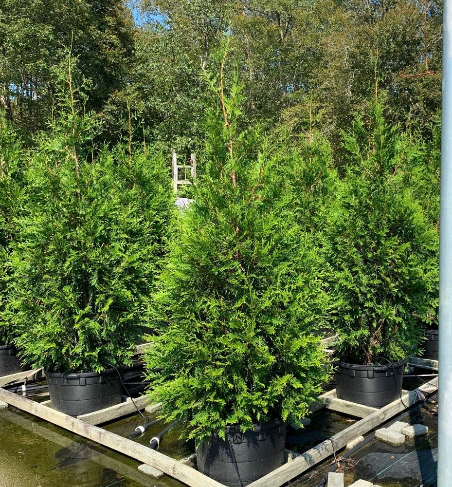 Currin's Nursery, Inc. | plantANT.com