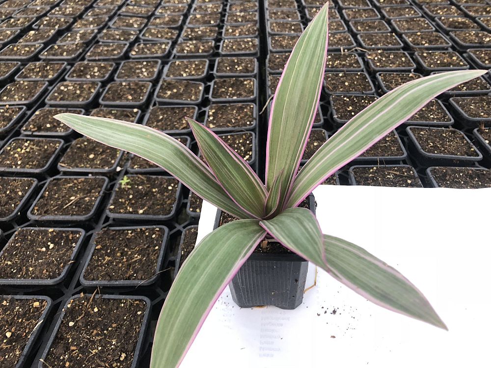 WICATETFARMS.COM | plantANT.com