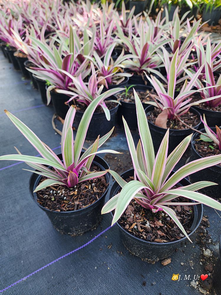 Fernando Melo Farms LLC | plantANT.com