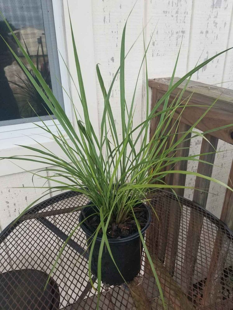 Branching Out Nurseries | plantANT.com