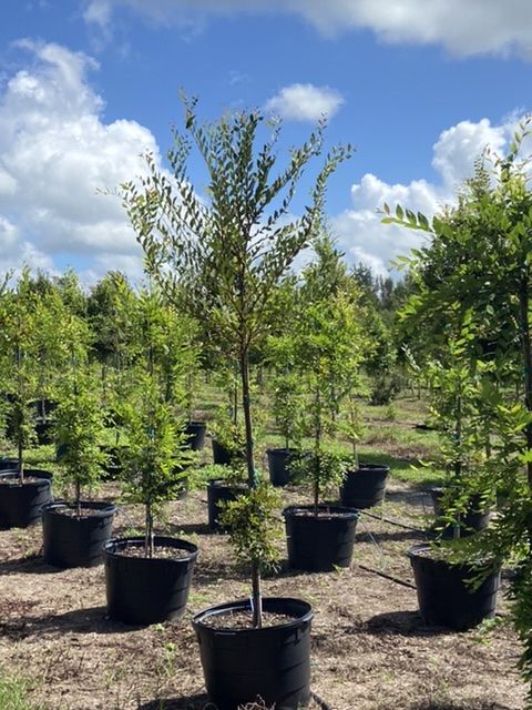 Ocala Tree Farm | plantANT.com