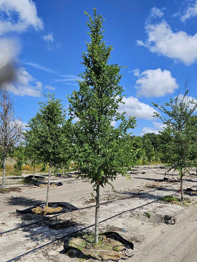Bent Oak Tree Farm | plantANT.com