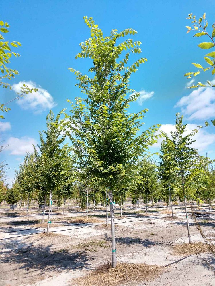 Bent Oak Tree Farm | plantANT.com