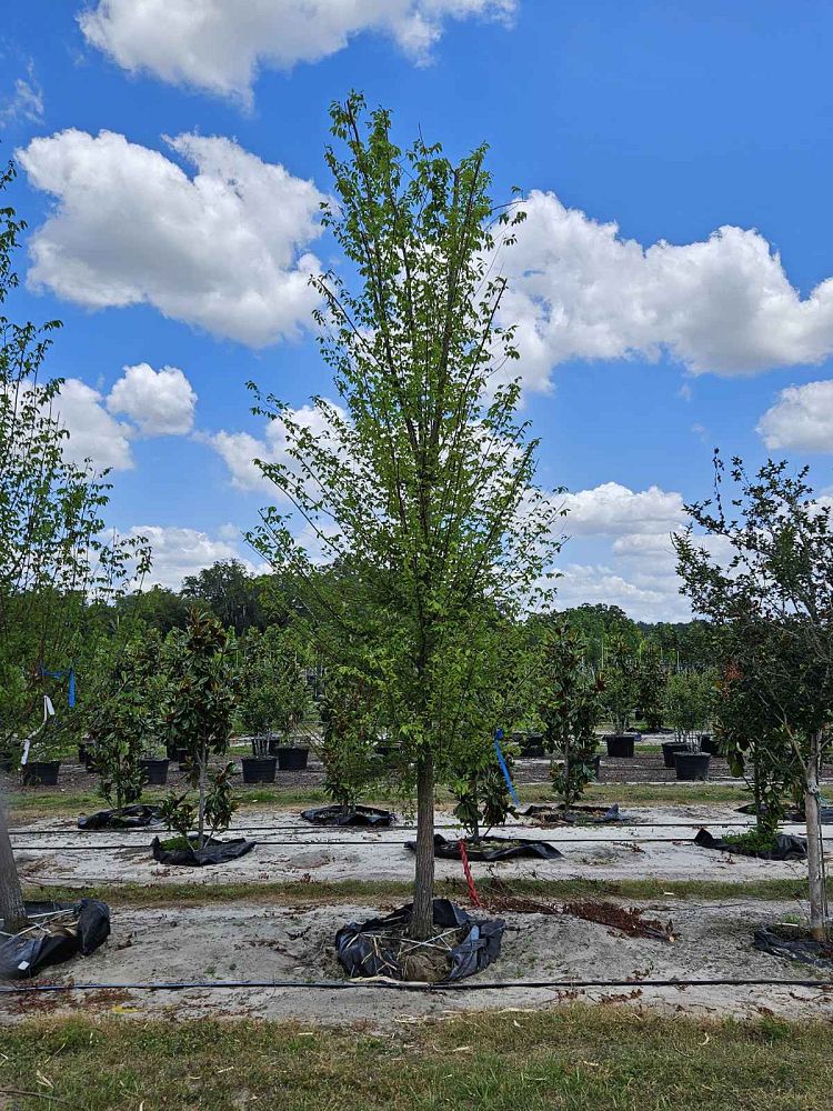 Bent Oak Tree Farm | plantANT.com