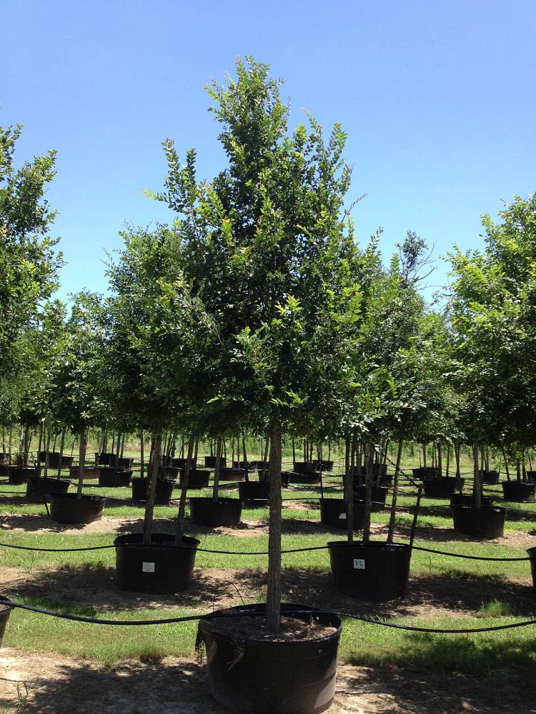 Image Gallery - Flory Tree Farm