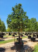 Sunbelt Trees | plantANT.com