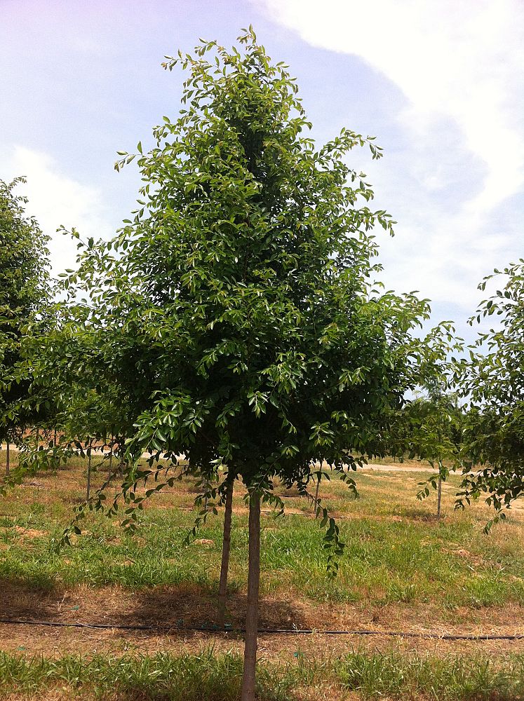 Whitetail Tree Farm | plantANT.com