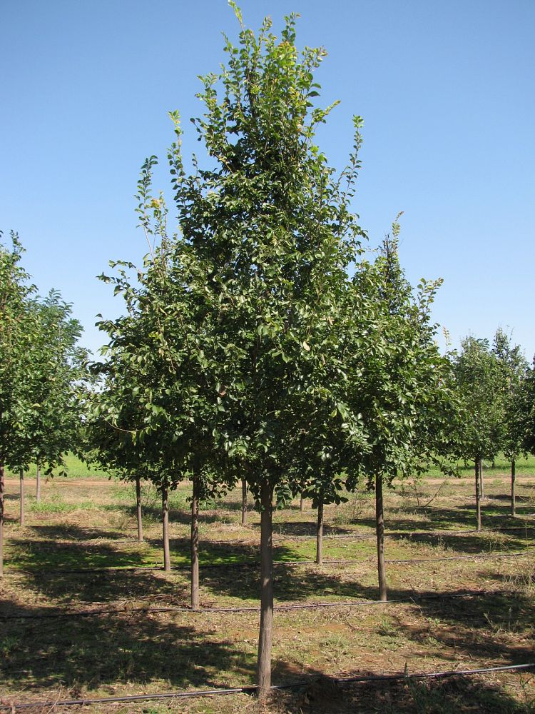 Whitetail Tree Farm | plantANT.com