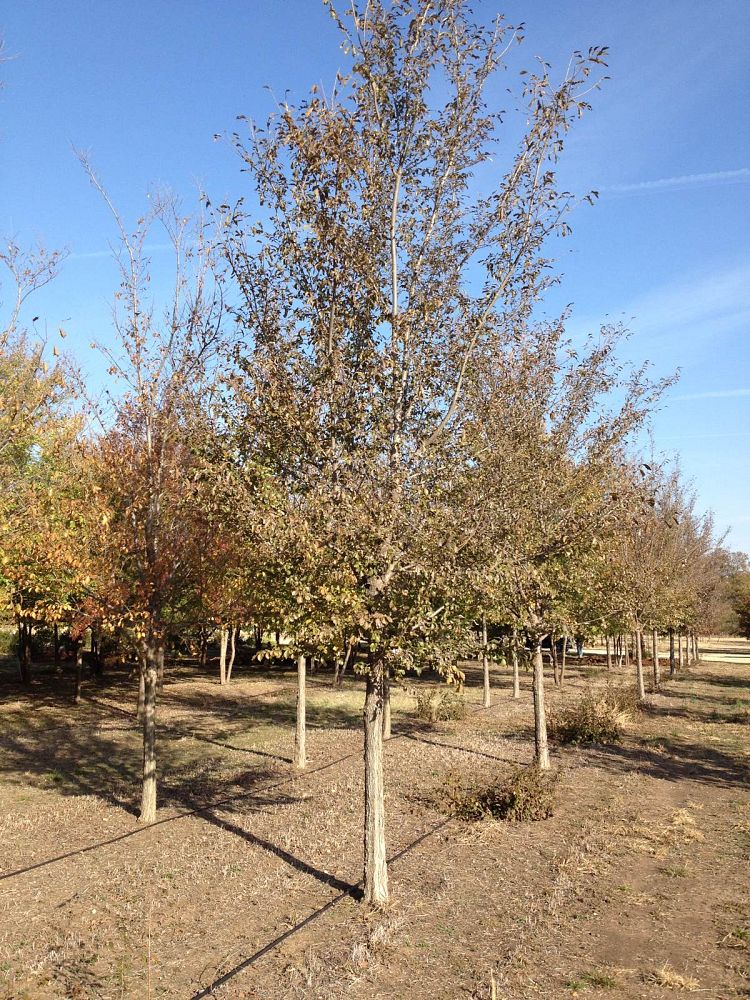 Big Red Tree Farms | plantANT.com
