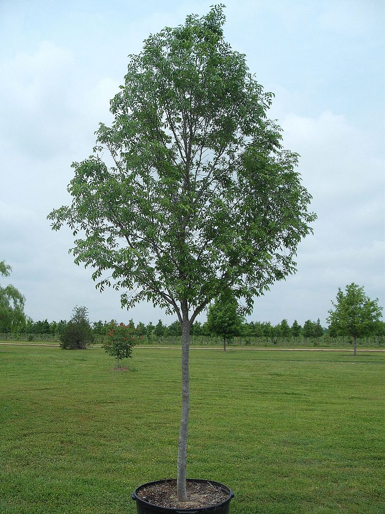 Image Gallery - Flory Tree Farm