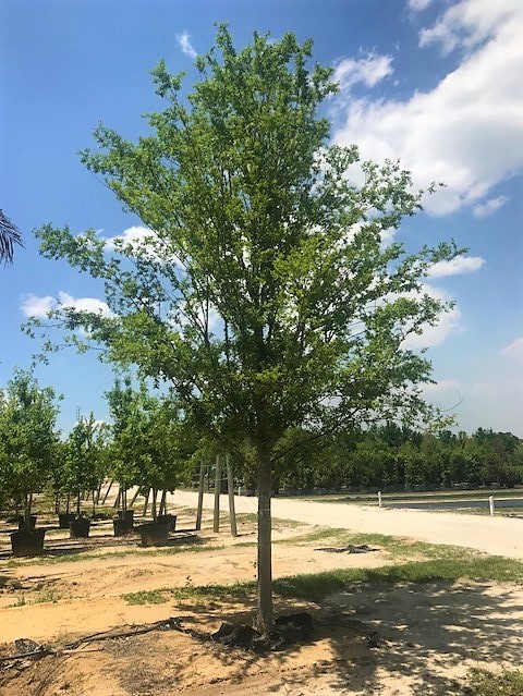 Quality Trees and Shrubs | plantANT.com