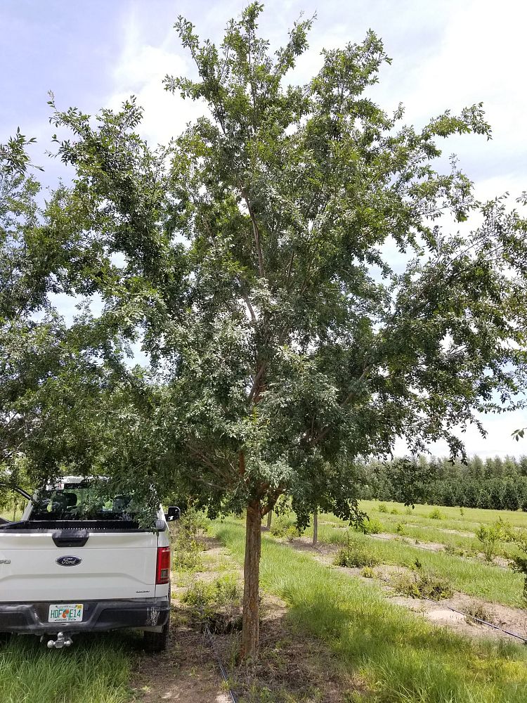 Shade Tree Farm, Inc. | plantANT.com