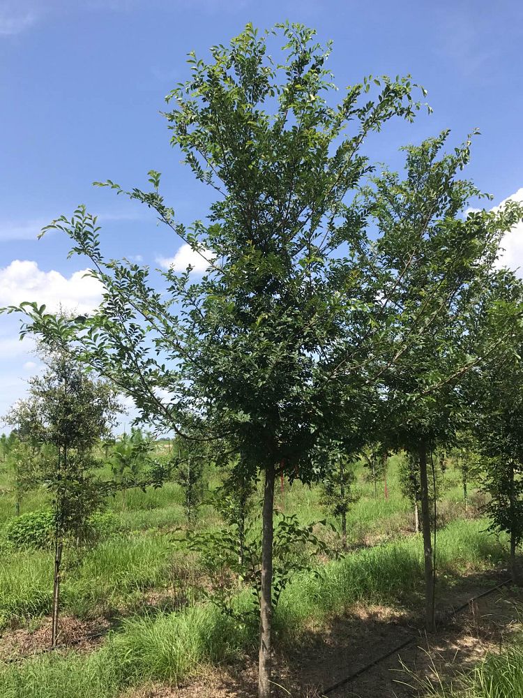 Tree Trends Inc. | plantANT.com