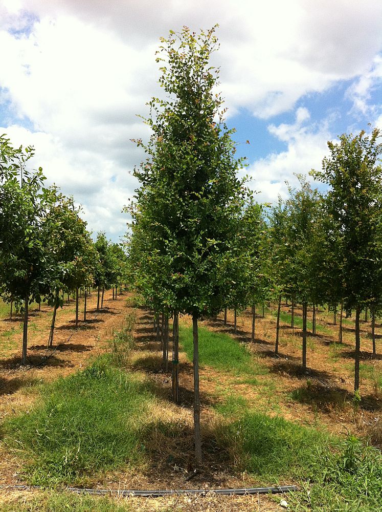 Whitetail Tree Farm | plantANT.com