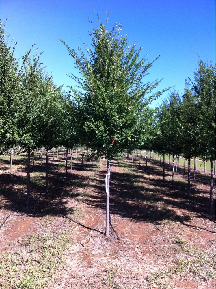 Whitetail Tree Farm | plantANT.com