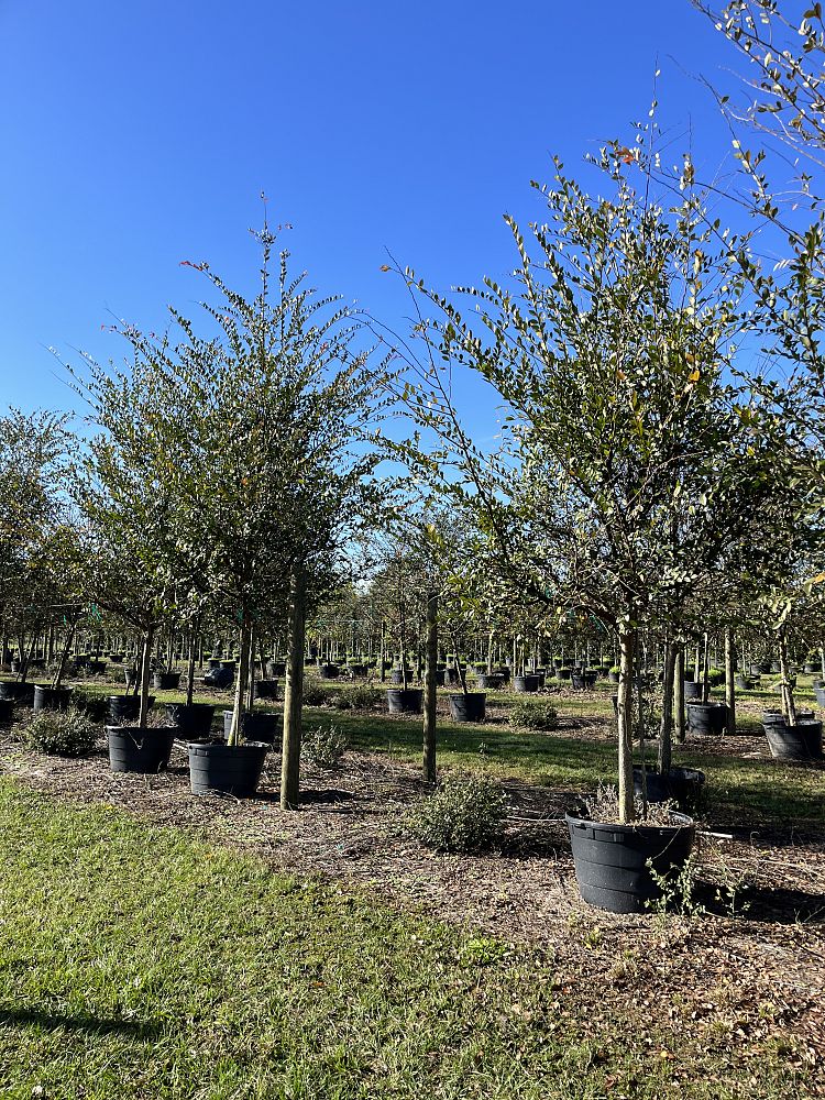 Lamb Nursery | plantANT.com