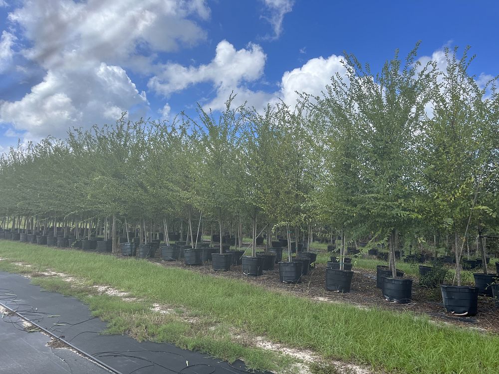 Lamb Nursery | plantANT.com