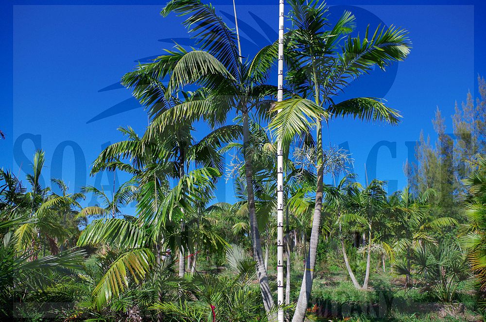Veitchia arecina, Veitchia montgomeryana, Montgomery Palm, Veitchia ...