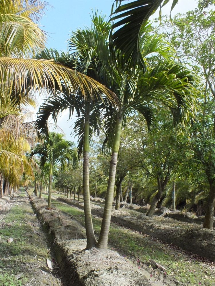 Tropical Farms Nursery | plantANT.com