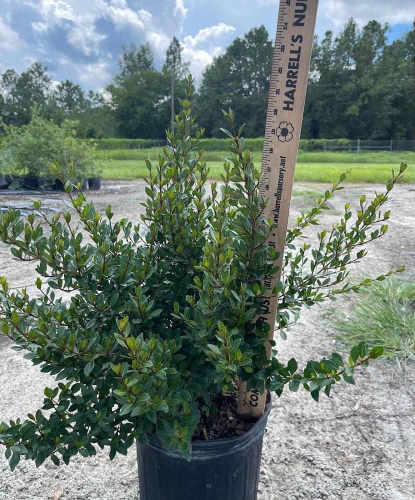 Superior Trees | plantANT.com