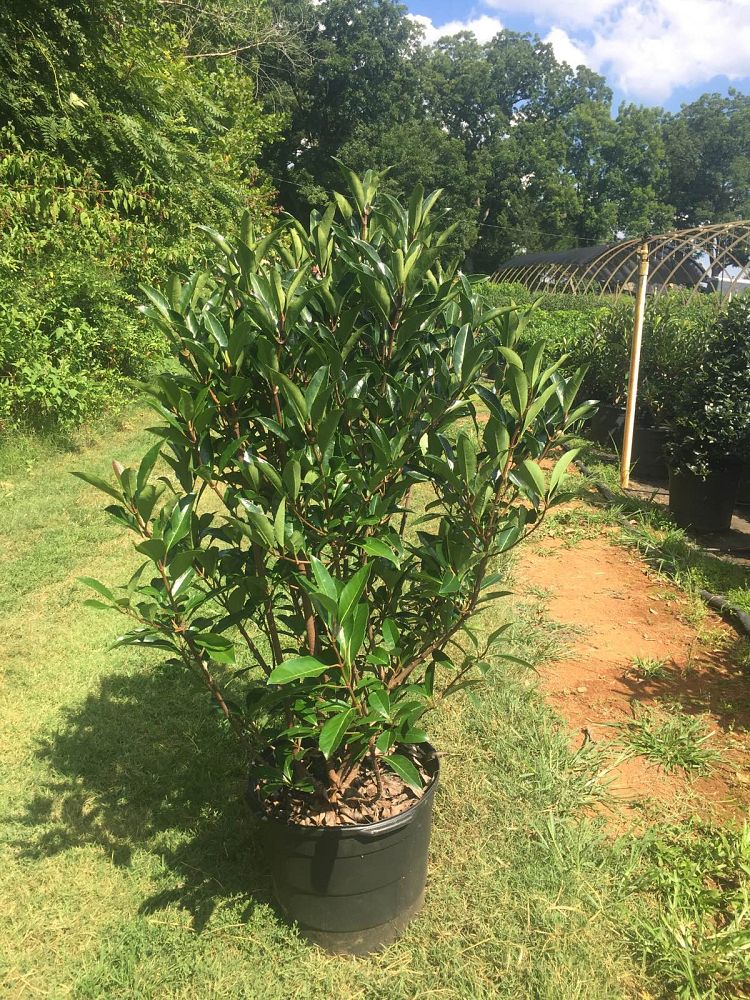 Big Branch Nursery | plantANT.com